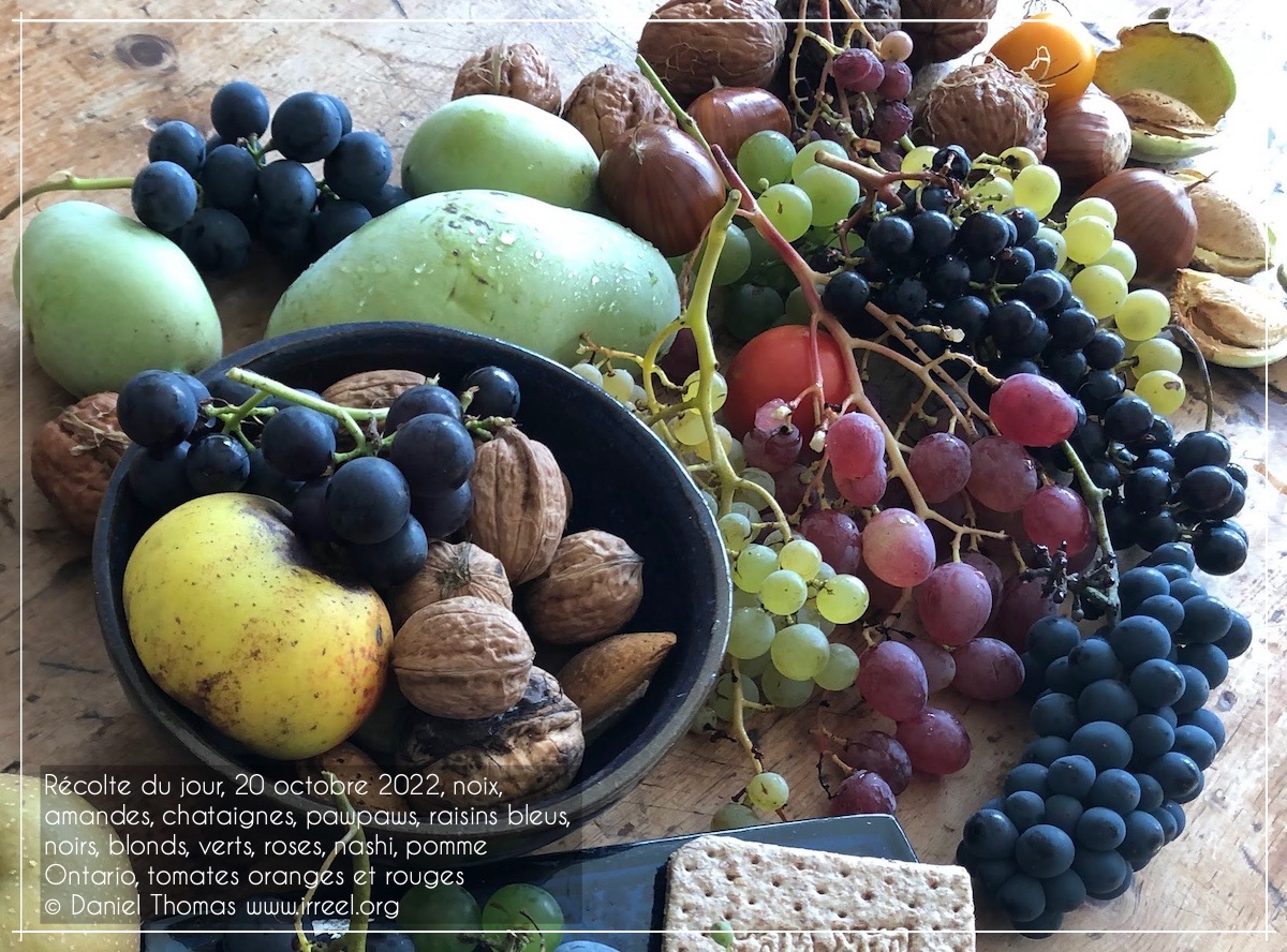 fruit à croquer – irreel.org