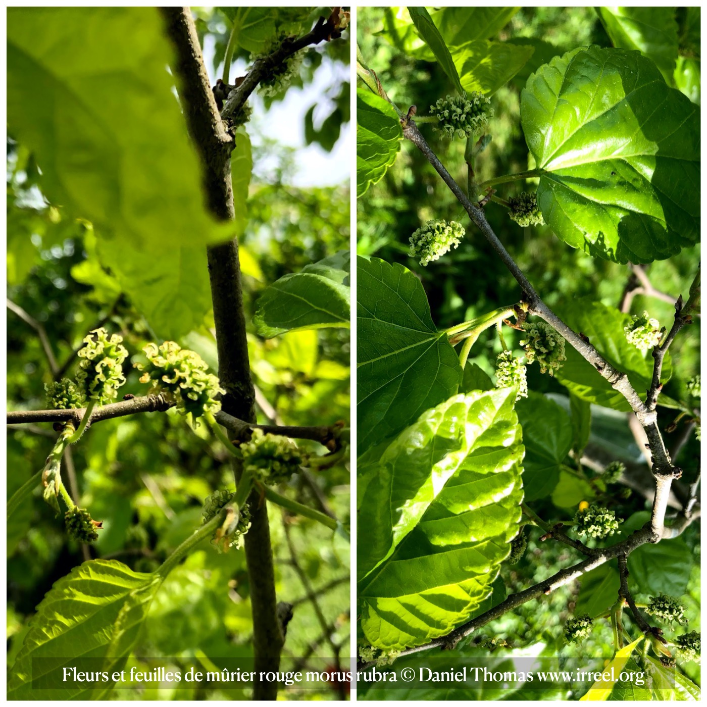 Fleurs vertes du mûrier rouge – irreel.org