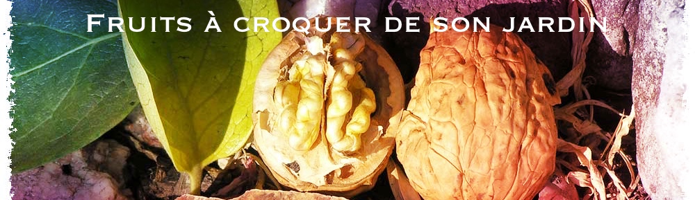 Fruits à croquer – irreel.org