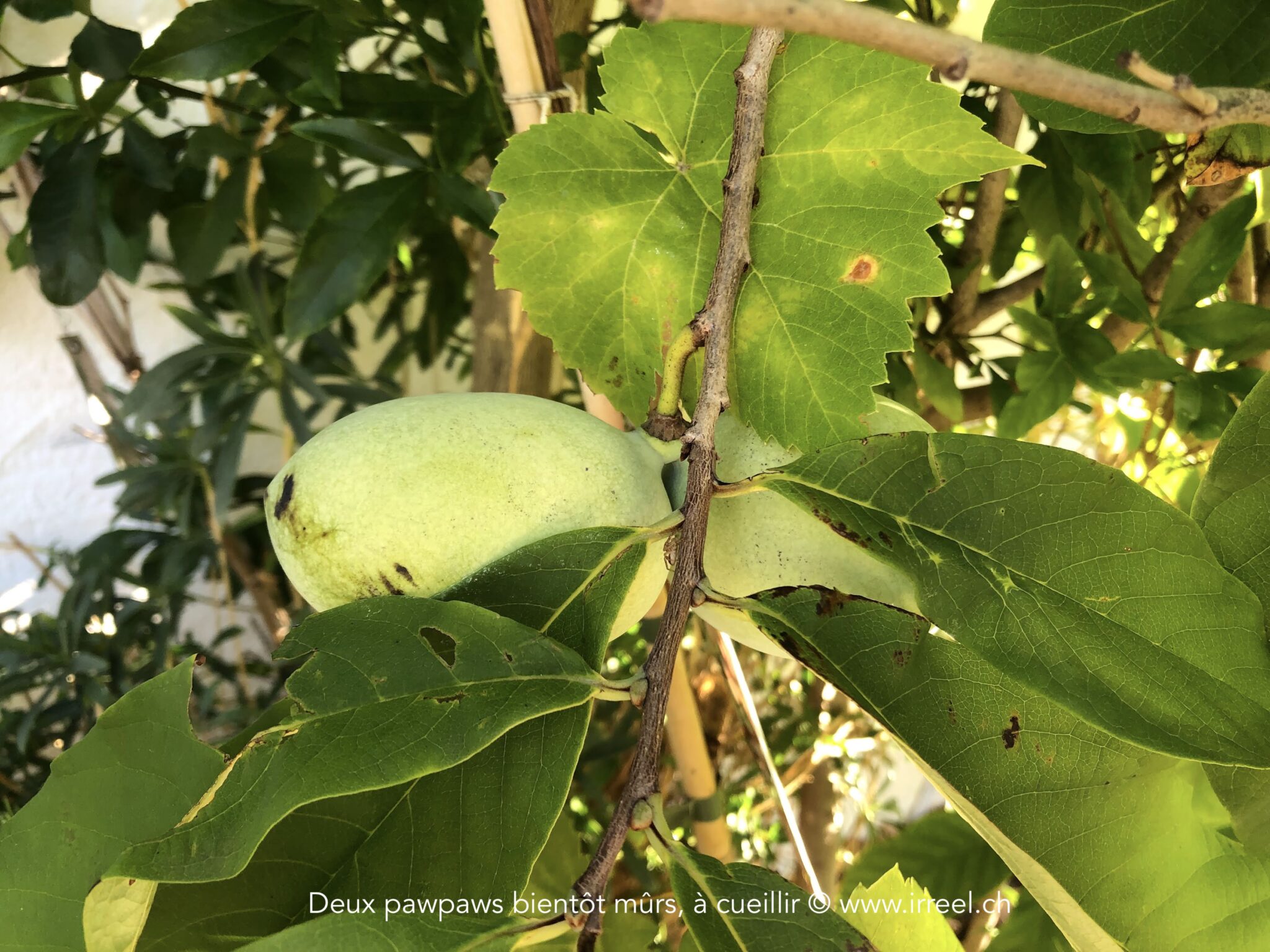 Délices des fruits du pawpaw – irreel.org