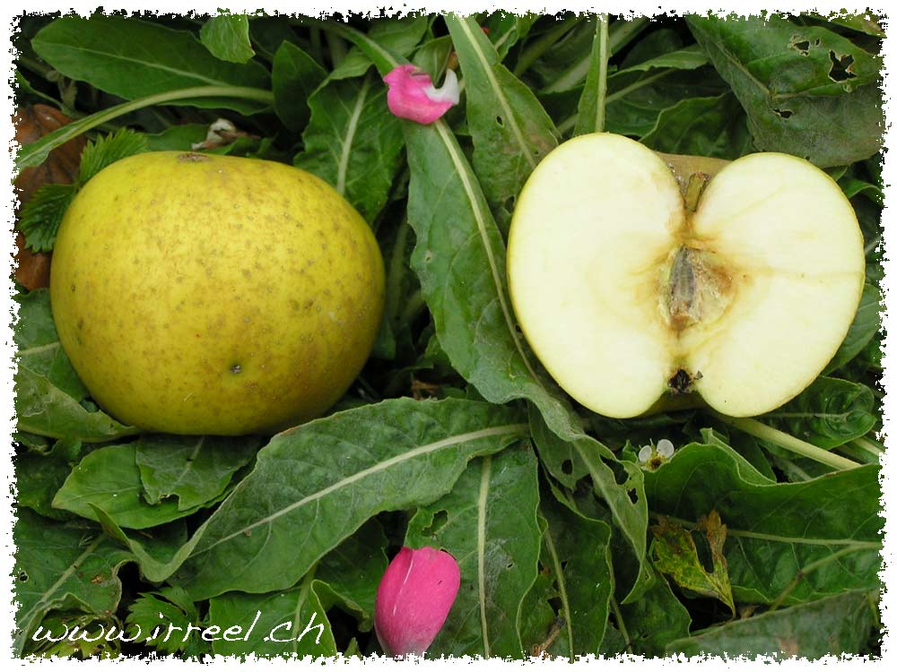 Pomme reinette du Canada – irreel.org